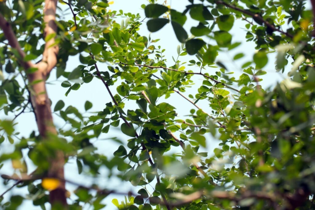 Natural Dyeing with Logwood Extract | refractedlightfiberarts.com